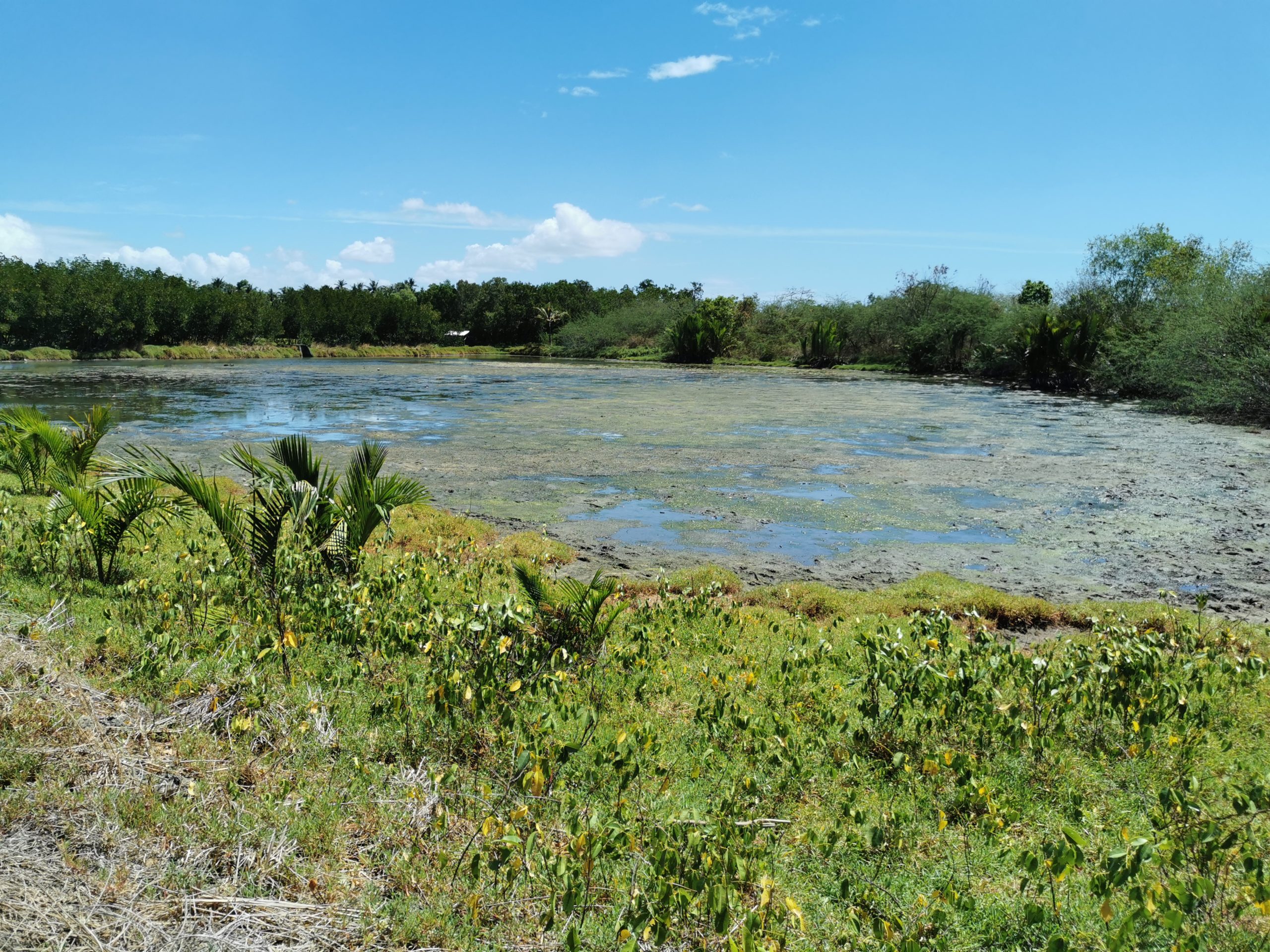 The big picture of fishpond conversion to mangroves: challenges and ...