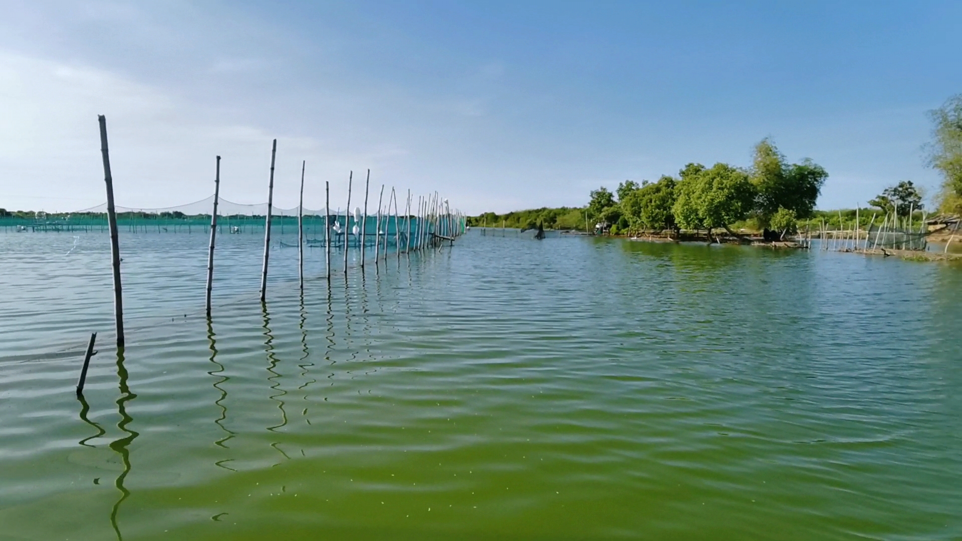 The big picture of fishpond conversion to mangroves: challenges and ...