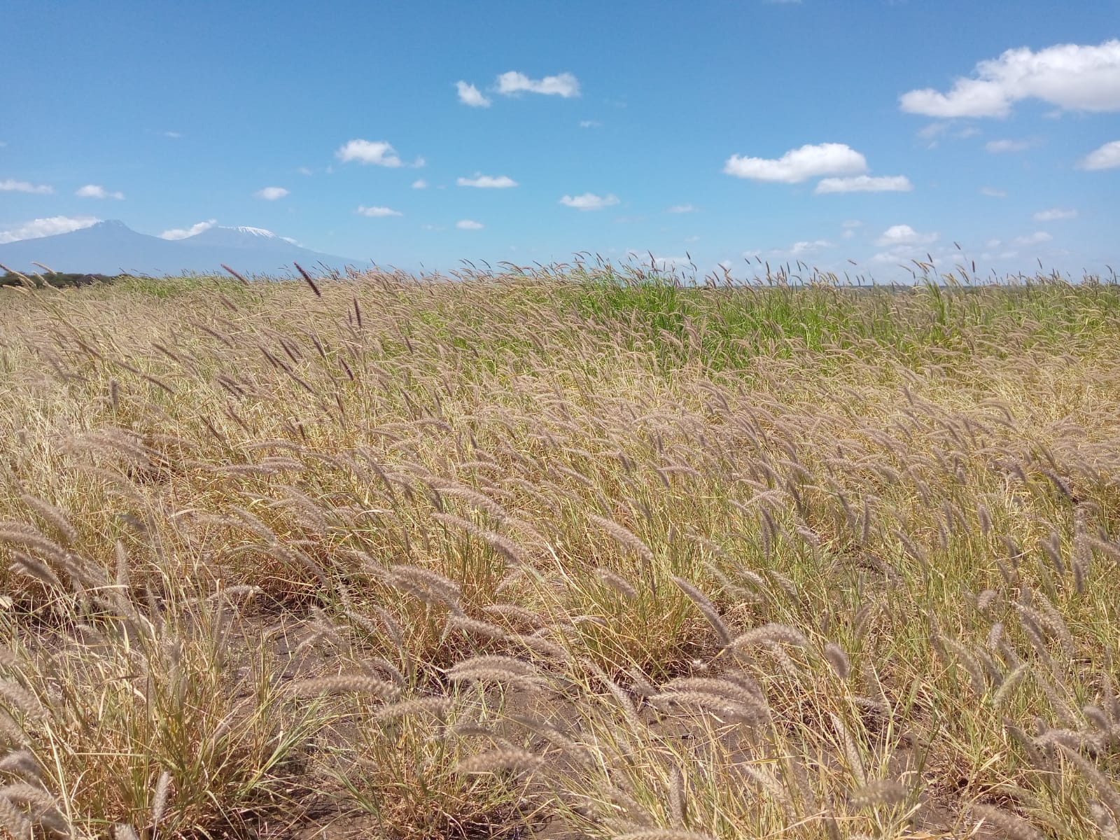 GLF RESTORATION FUNDING IMPROVES MOILO GRASS SEED BANK