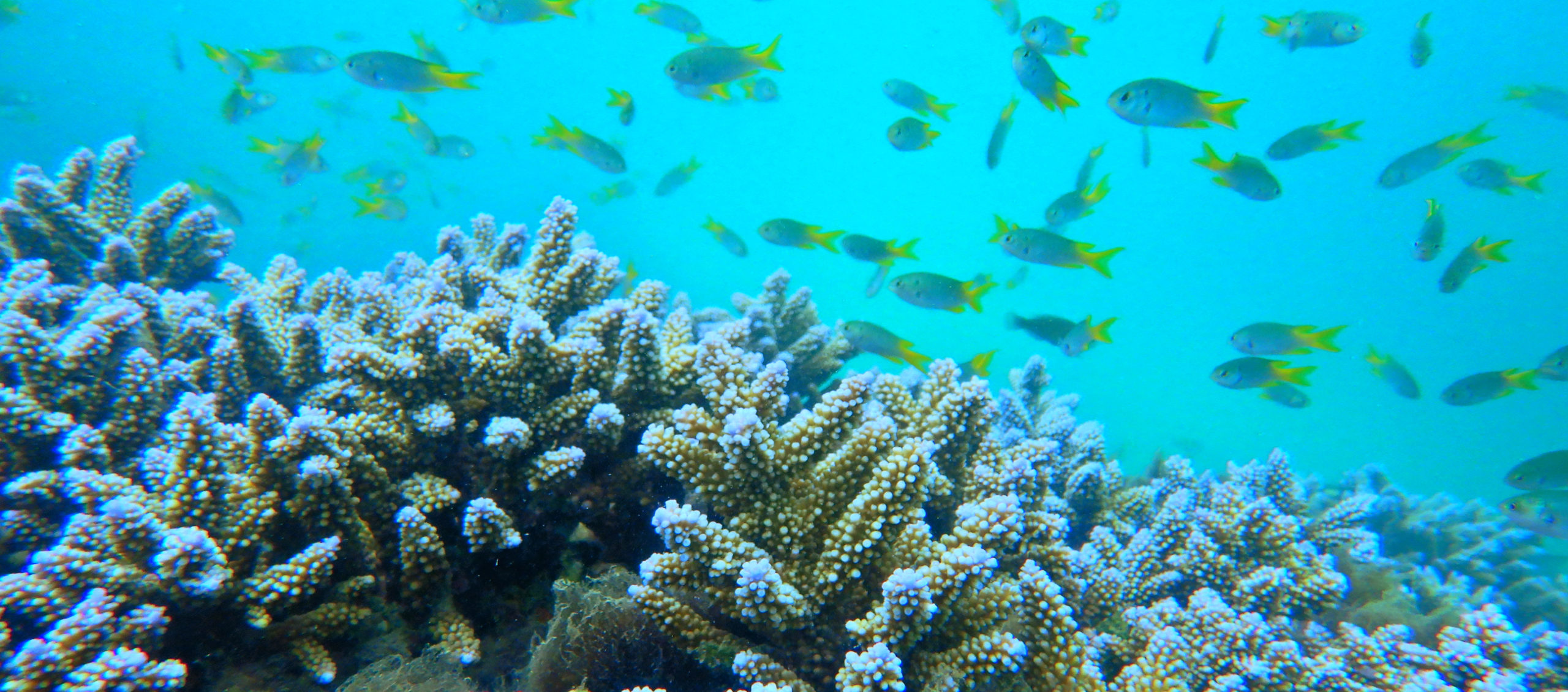 How the school met the reef - Restoration Stewards by Global Landscapes ...