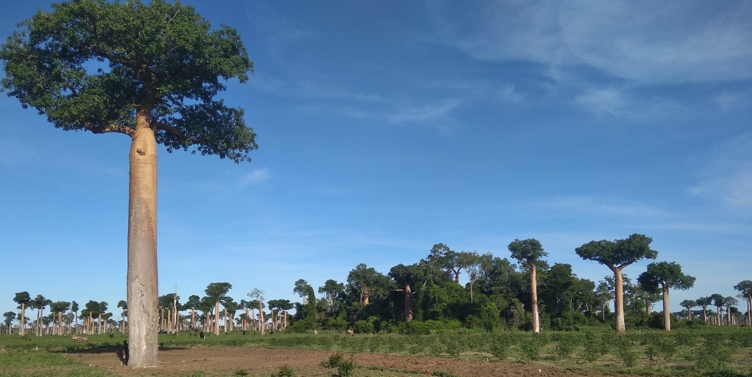 Restoration Stewards Program – Global Landscapes Forum